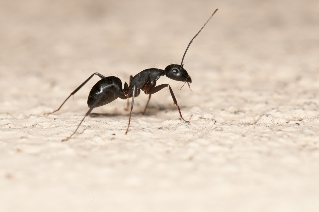 Small Ants That Make a Big Impact on our Lives | Emma Cooper